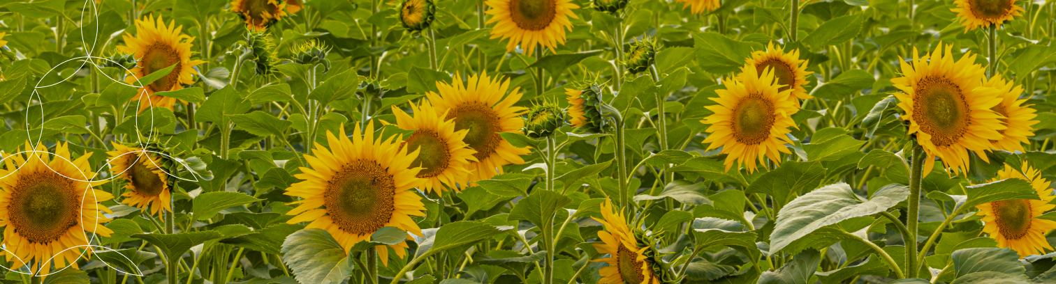 COFCO International Argentina. Agroindustria que suministra alimentos.